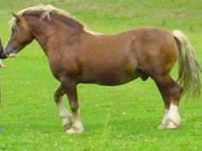 Welsh Cobs Greats - Including Llanarth, Nebo, Parc, Derwen, Danaway ...