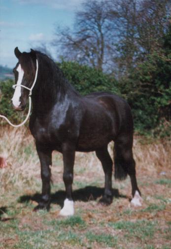 Welsh Cobs Greats - Including Llanarth, Nebo, Parc, Derwen, Danaway ...