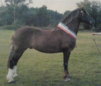 Welsh Cobs Greats - Including Llanarth, Nebo, Parc, Derwen, Danaway ...