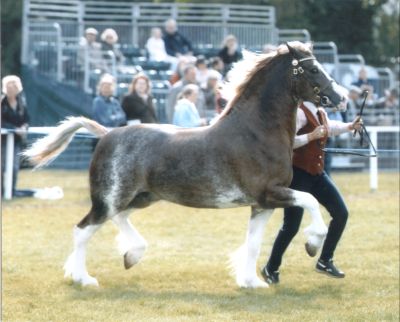 Welsh Cobs Greats - Including Llanarth, Nebo, Parc, Derwen, Danaway ...