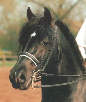 Welsh Cobs Greats - Including Llanarth, Nebo, Parc, Derwen, Danaway ...